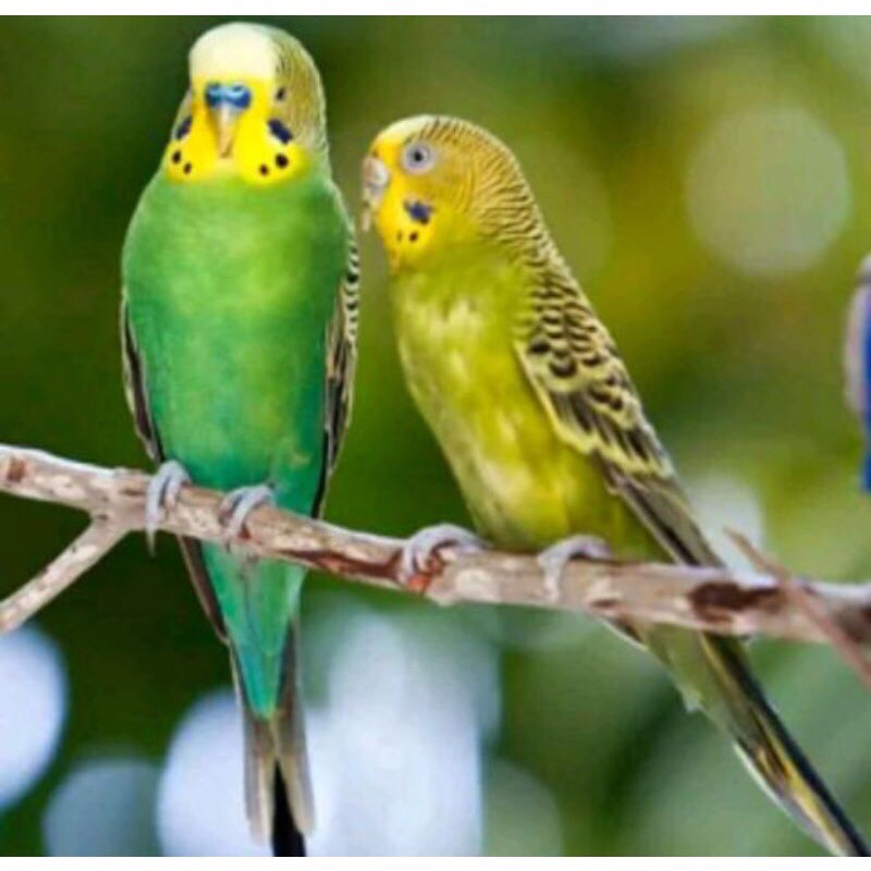 Jual Burung Parkit sepasang 2 ekor | Shopee Indonesia