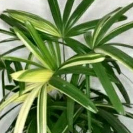 Jual tanaman hias palem regu varigata/palem waregu varigata | Shopee ...