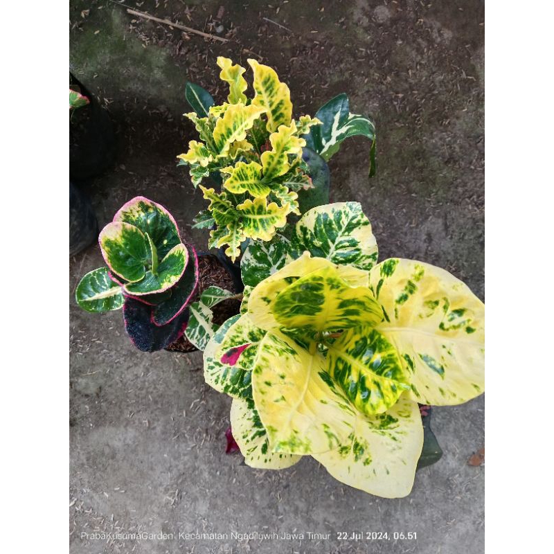 Jual paket puring | Shopee Indonesia