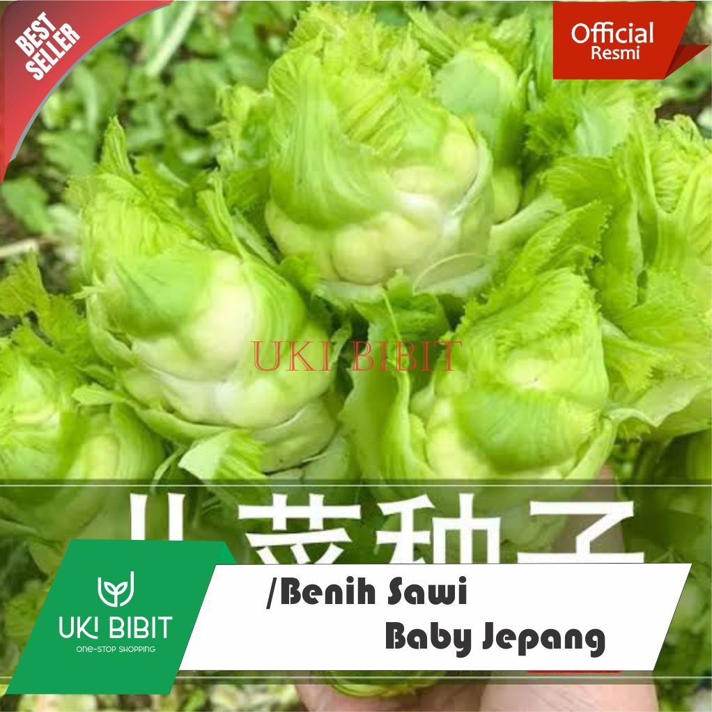 Jual ( 100 Butir ) Benih Biji Sawi Baby Jepang | Wawa Chai | Wawacai ...