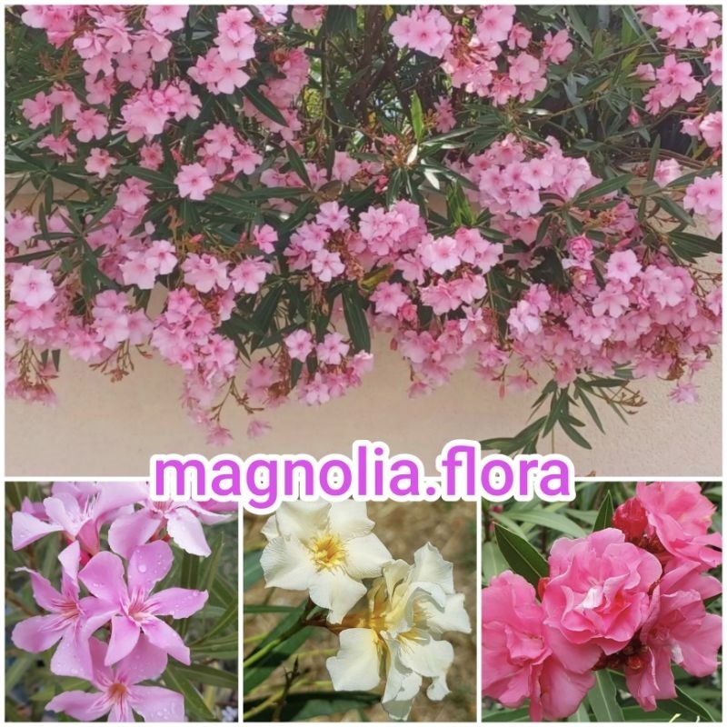 Jual Nerium oleander / oleandra jepun mentega pink putih fanta / bibit ...