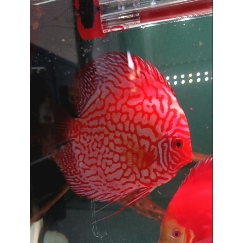 Jual Packing Ikan Discus 2inch, Discus 2,5inch, Discus 3inch. | Shopee ...
