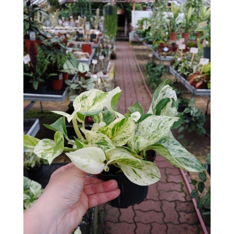 Jual 1 POT tanaman Hidup Siri gading putih Variegata Marble Queen ...