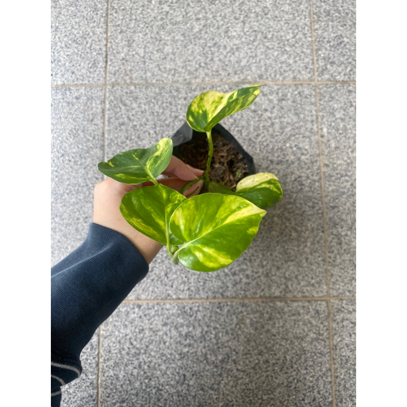 Jual tanaman hias rambat sri gading - sirih | Shopee Indonesia