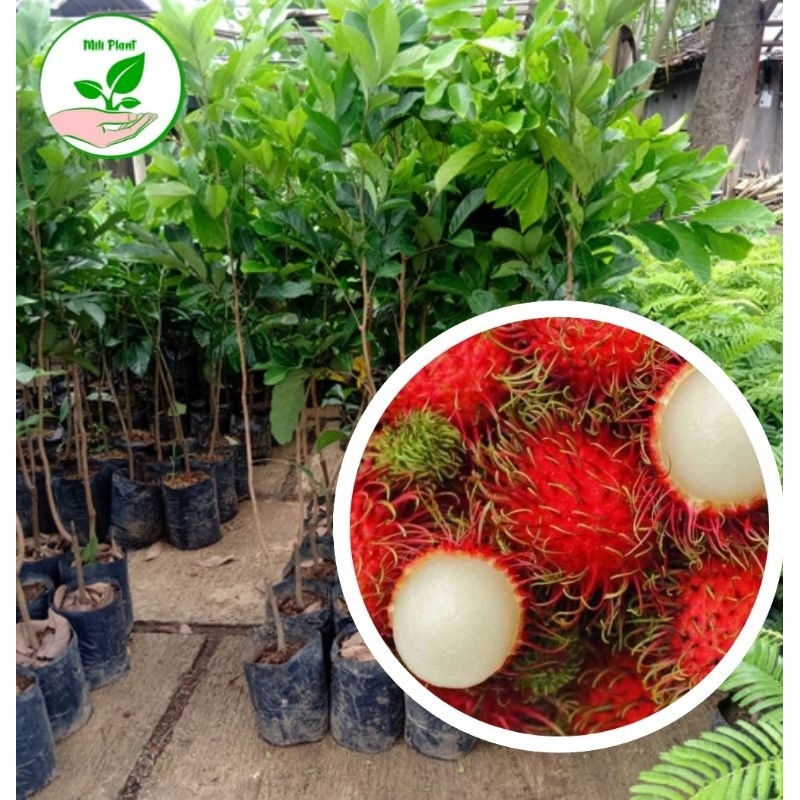 Jual bibit rambutan Binjai cepat buah | Shopee Indonesia