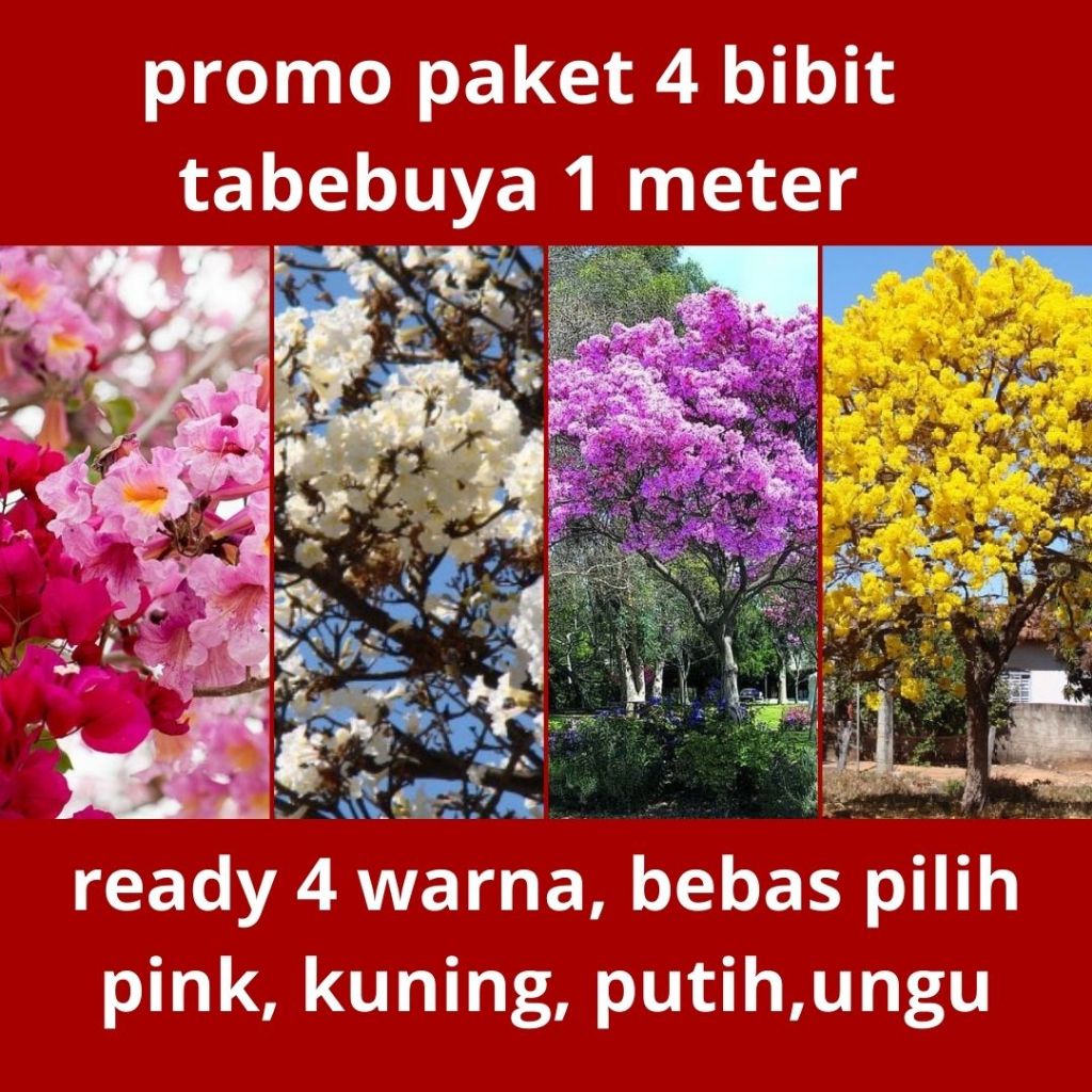 Jual promo paket hemat 4 bibit tabebuya tinggi 1 meter bebas pilih ...