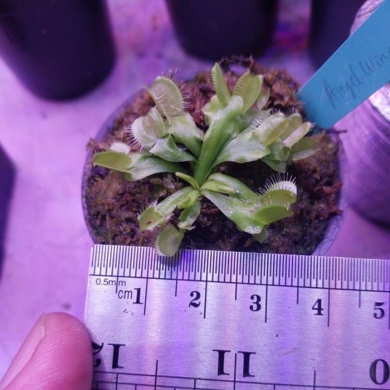 Jual tanaman hias venus flytrap angel wing | Shopee Indonesia