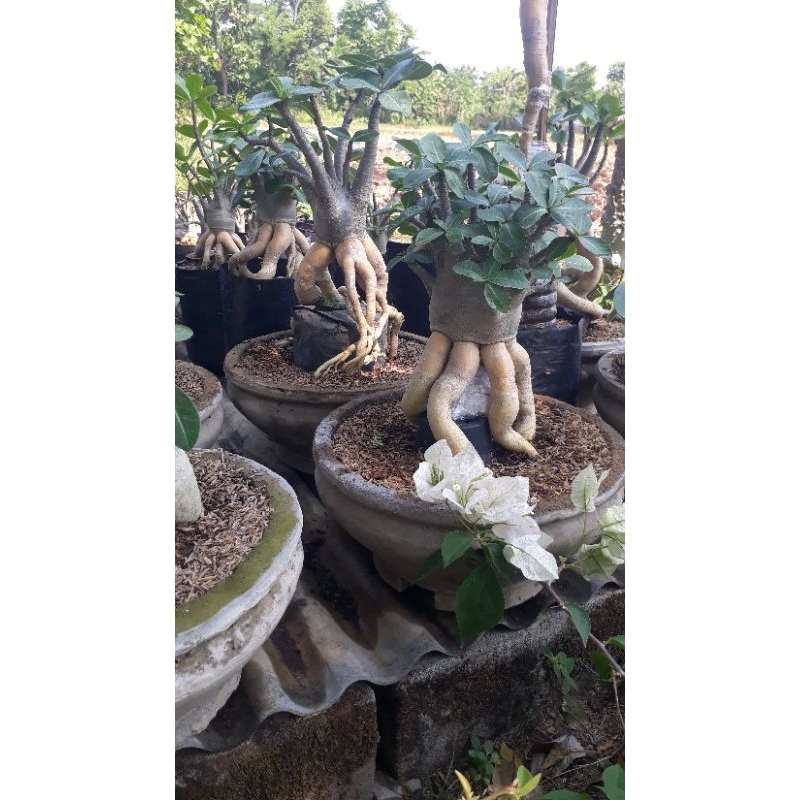 Jual Adenium Thaisoco graft akar emas | Shopee Indonesia