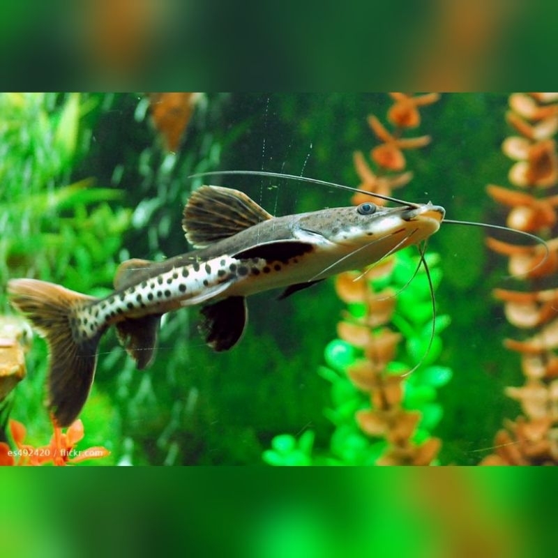 Jual Ikan Hias Leopard Catfish Lele Amazon Tankmate Arowana Size 12 ...