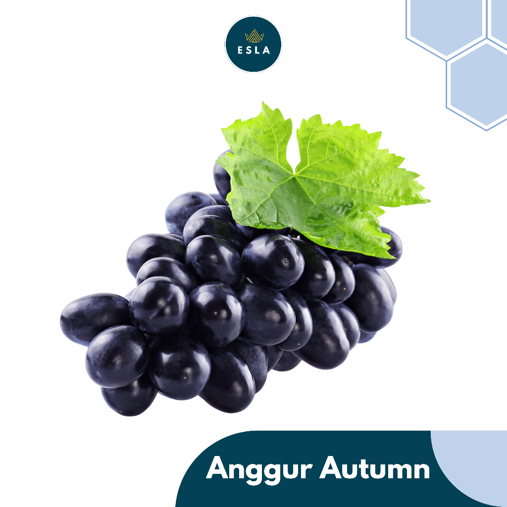 Jual BUAH ANGGUR AUTUMN I Buah Fresh dan Premium - ESLA | Shopee Indonesia