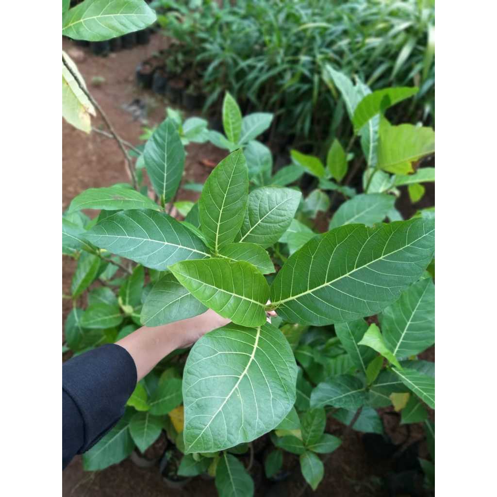 Jual Bibit Tanaman Herbal Awar-Awar | Tanaman Toga Awar-Awar | Shopee ...