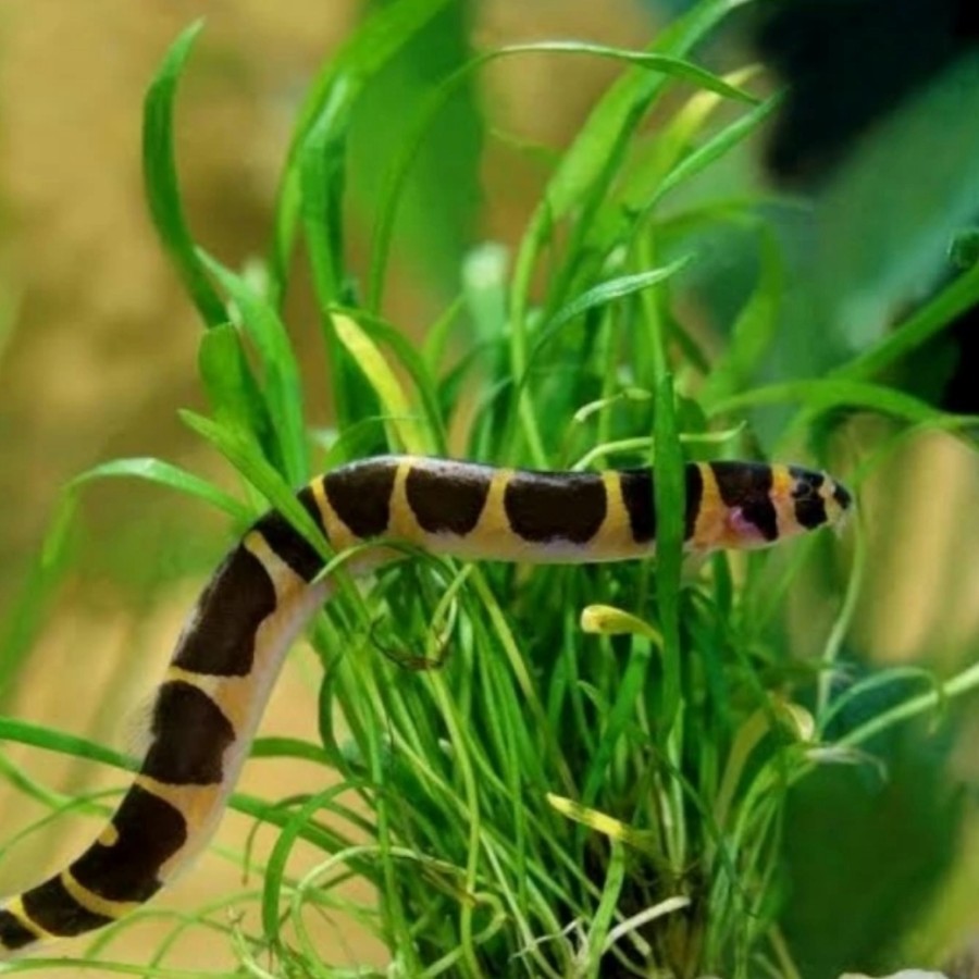 Jual ikan hias kuhli loach | Shopee Indonesia