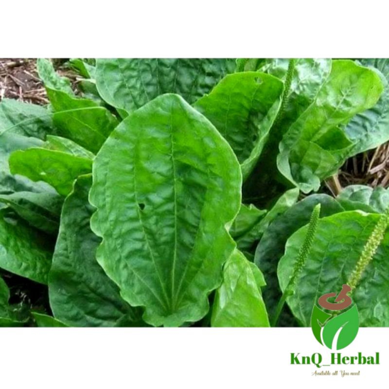 Jual Daun Sendok Daun Kiurat Asli Segar 1kg | Shopee Indonesia