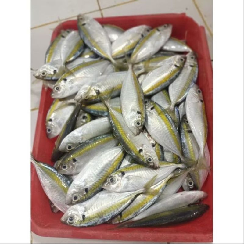 Jual Ikan Selar Kuning segar 1kg | Shopee Indonesia