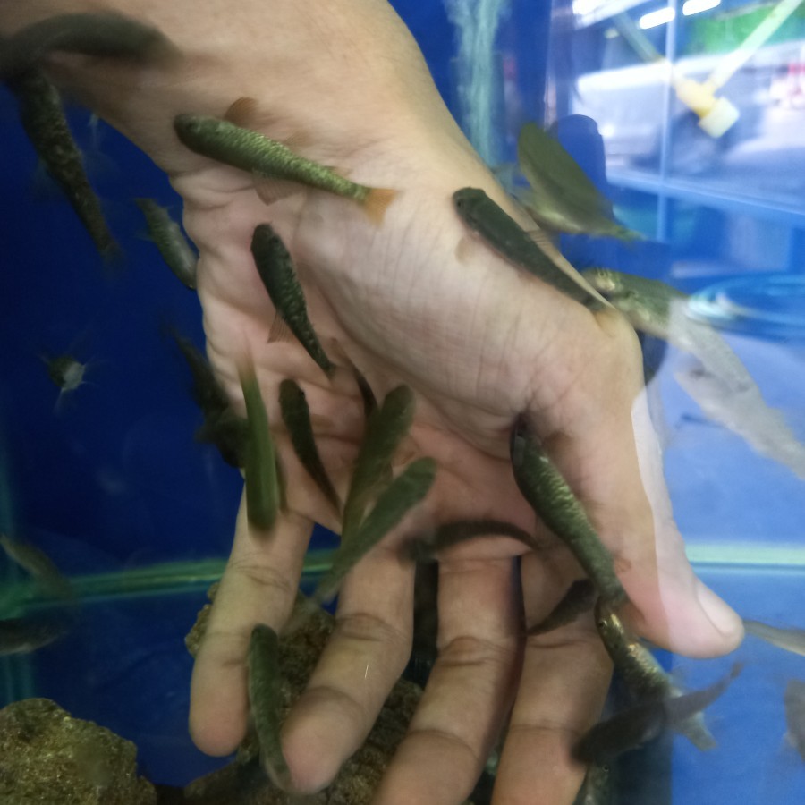 Jual ikan terapi garrarufa gara rufa turki 3-4 cm | Shopee Indonesia
