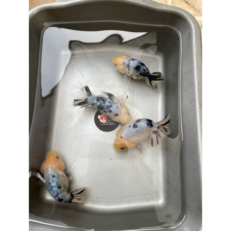 Jual RANCHU COW IKAN RANCU GOLDFISH SAPI AIR IKAN HIAS | Shopee Indonesia