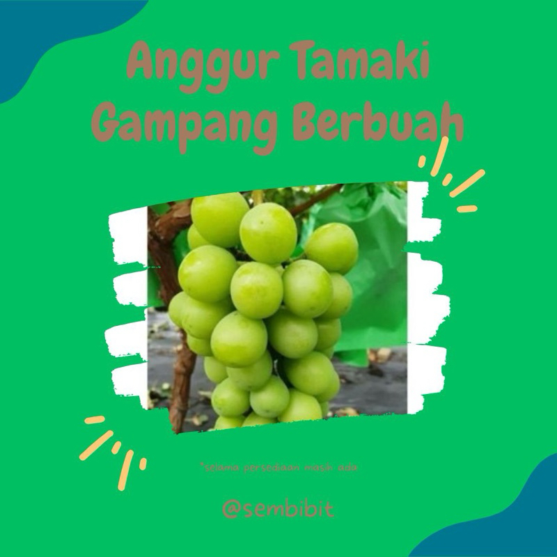 Jual Anggur Import manis Jenis Tamaki | Shopee Indonesia Jual Anggur Import manis Jenis Tamaki | Shopee Indonesia