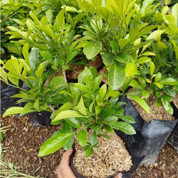 Jual Tanaman Hias Bunga Pacar Cina / Chinese Parfum Plant | Shopee ...