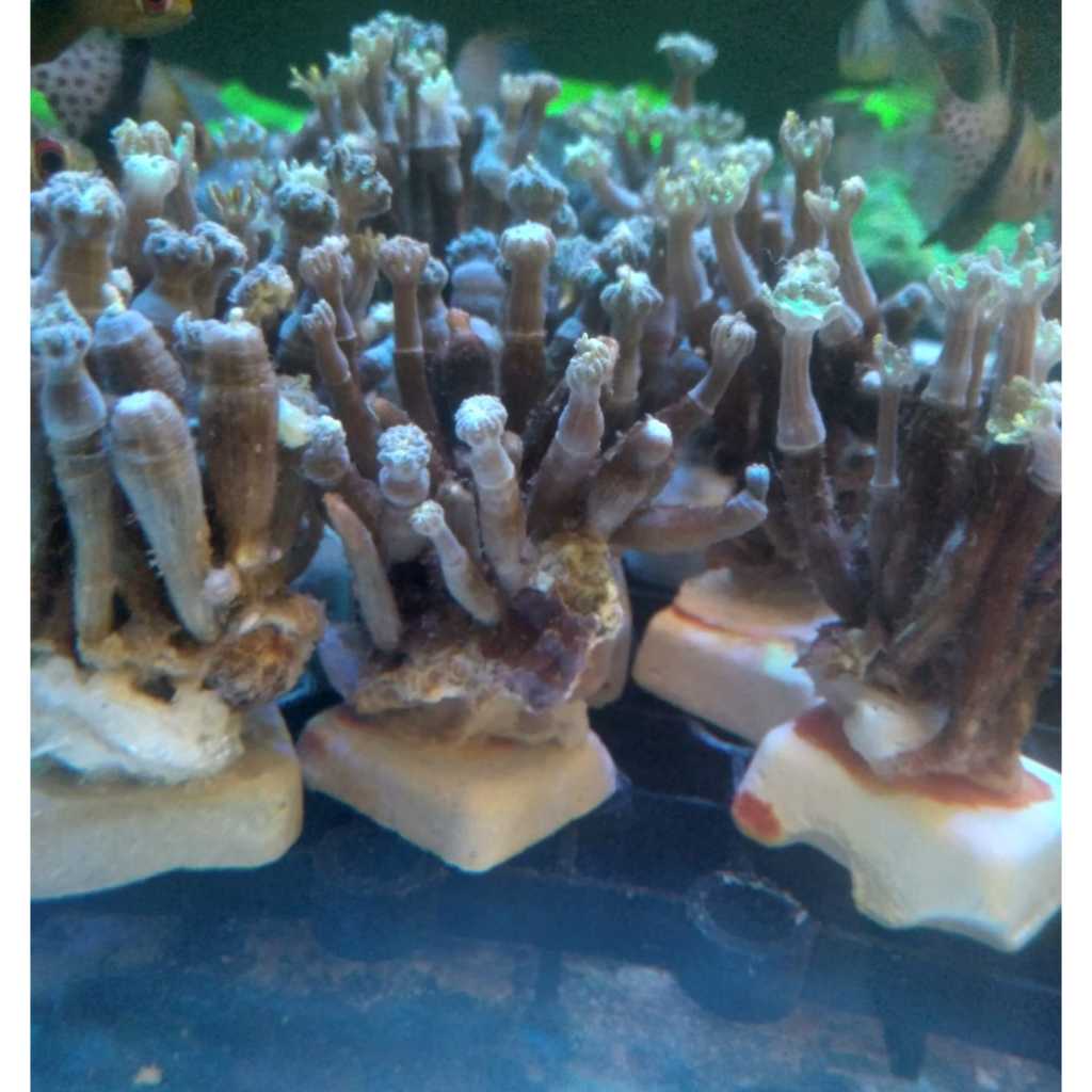 Jual Polip Cengkeh Warna [FRAG] - Clove Polyps | Shopee Indonesia