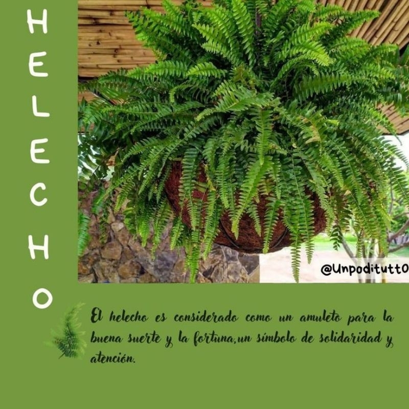 Jual Tanaman Hias Pakis Embun Pakis Boston (tanaman hidup bunga hidup ...