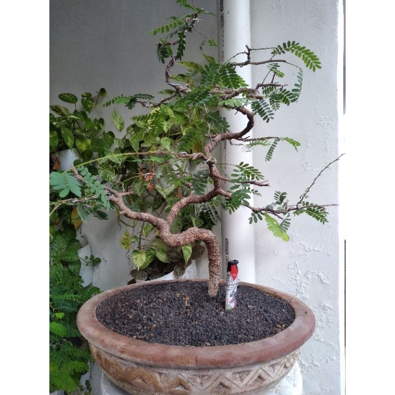 Jual bonsai asem jawa | Shopee Indonesia