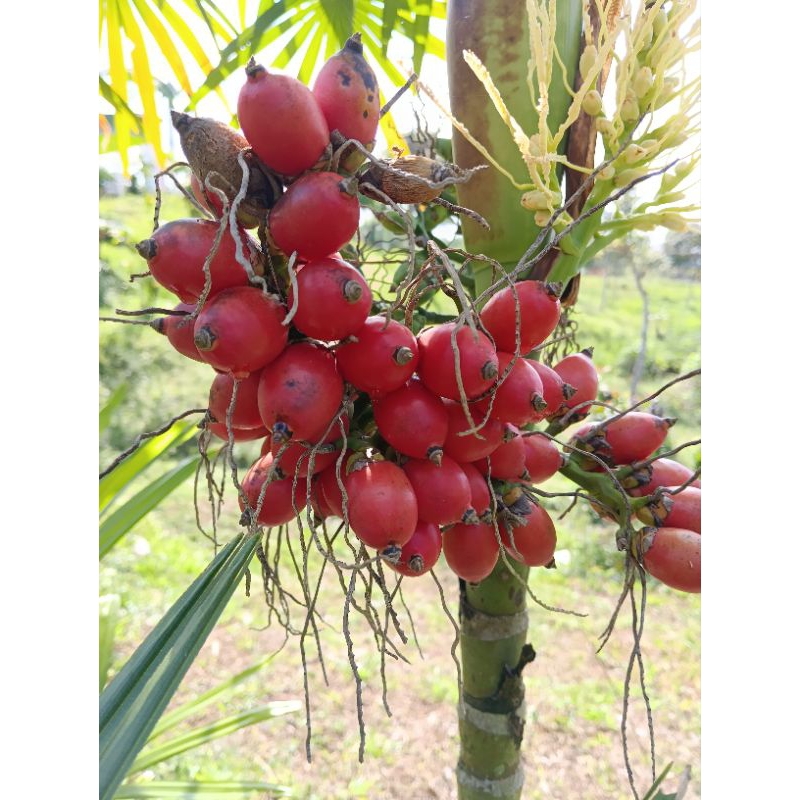 Jual buah pinang merah 1 kg | Shopee Indonesia