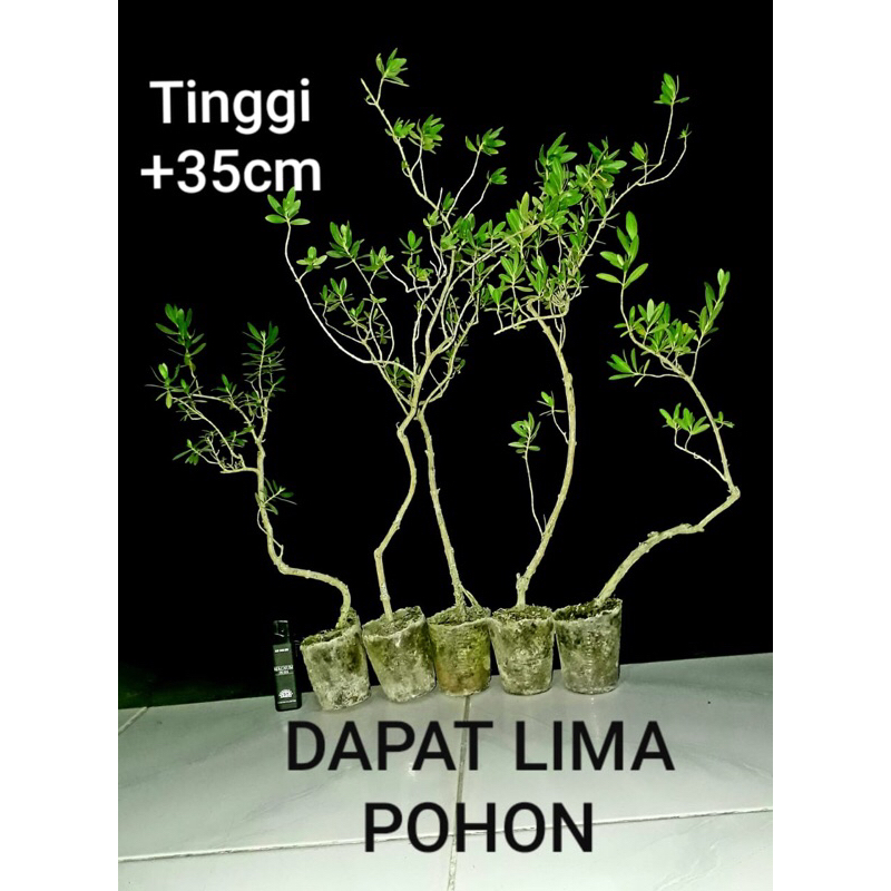 Jual Santigi 5 Pohon | Shopee Indonesia