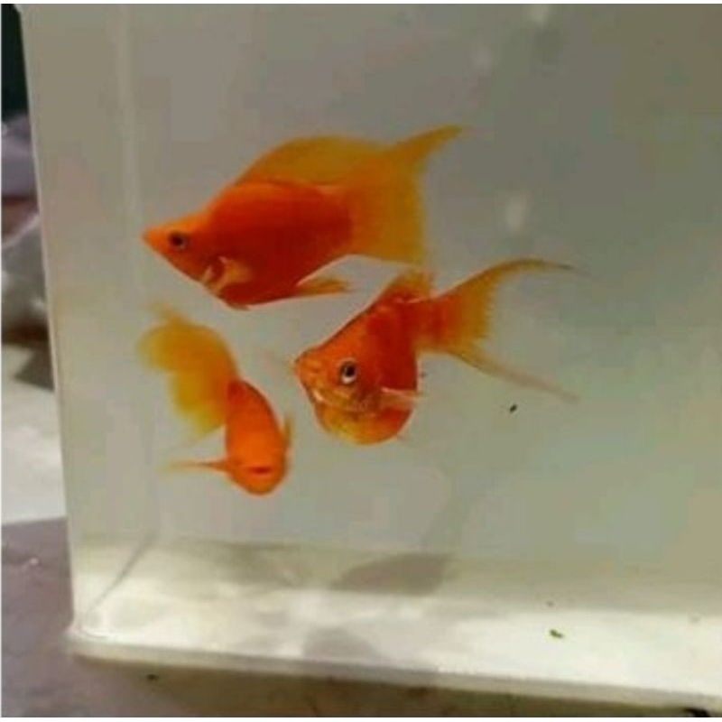 Jual ikan molly balon Sunkist Cawang | Shopee Indonesia