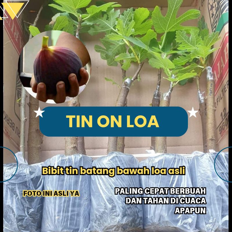 Jual bibit buah tin sudah sambung loa jenis jumbo cepat berbuah dan tahan hama | Shopee Indonesia