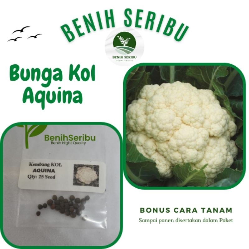 Jual 25 biji -Benih Bunga Kol Aquina panah merah(dataran tinggi ...