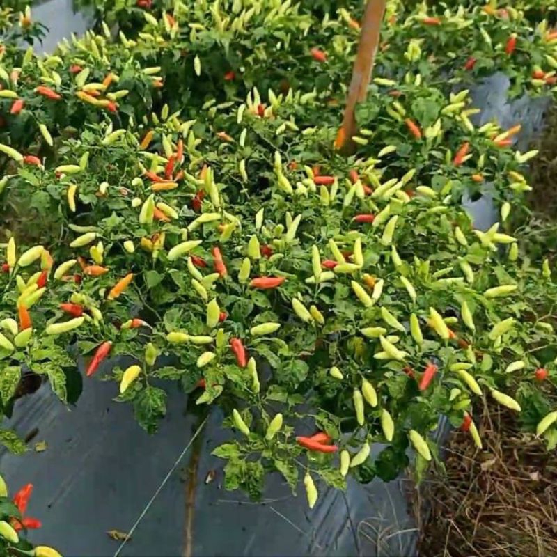 Jual BIBIT LOMBOK RAWIT (BERBUAH) | Shopee Indonesia