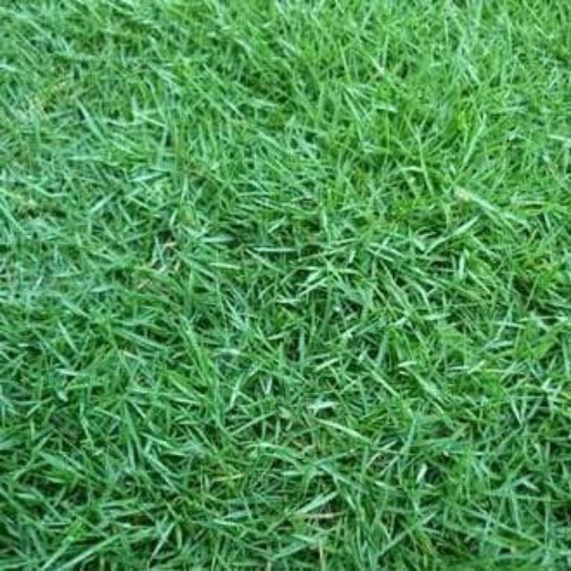 Jual Rumput Peking/ Rumput Jepang Ukuran 15 x 15 cm | Shopee Indonesia