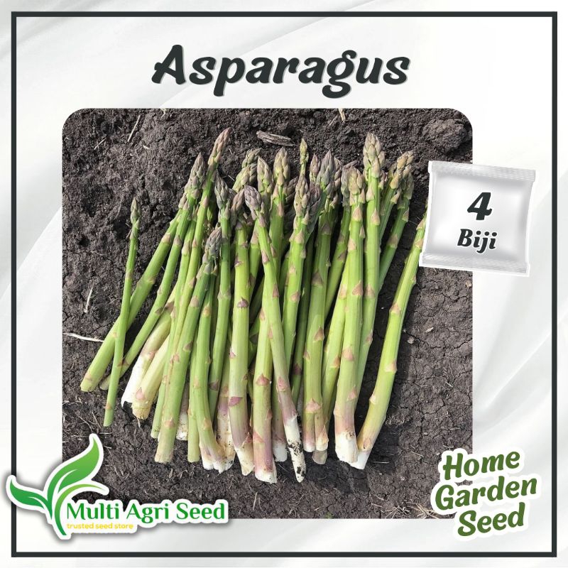 Jual 4 Biji Benih Asparagus Mary Washington Bibit Sayur Sayuran ...