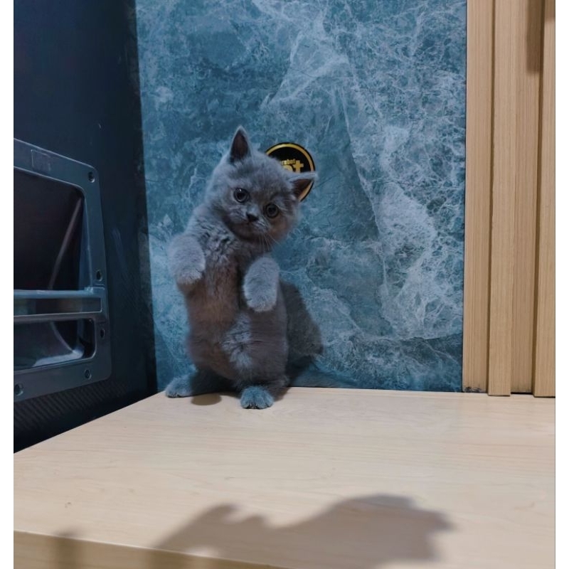Jual kucing british shorthair abu solid | Shopee Indonesia