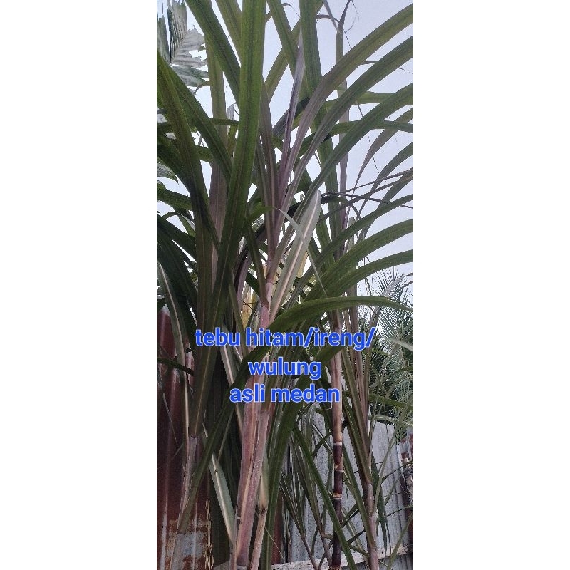 Jual Tebu Hitam Asli Medan 100% Bibit | Tebu Wulung | Per 4 batang ...