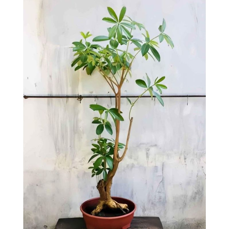 Jual Tanaman Peneduh Pule / Tanaman Penghijauan Pule Tinggi 1-1,5Meter ...