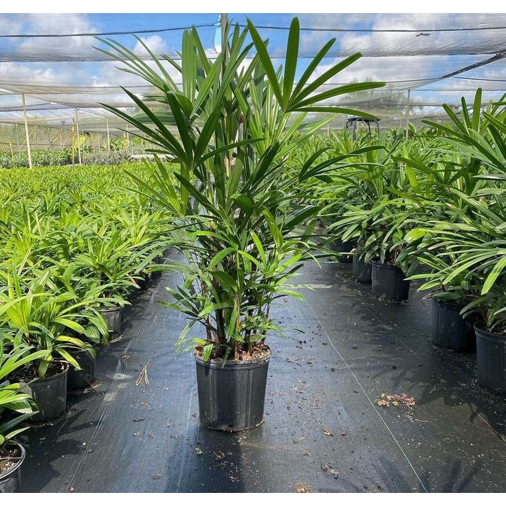 Jual tanaman hias palem regu - pohon palm regu tinggi 2 meter rumpun ...