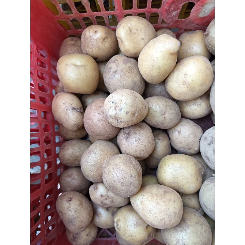 Jual kentang sedang | Shopee Indonesia