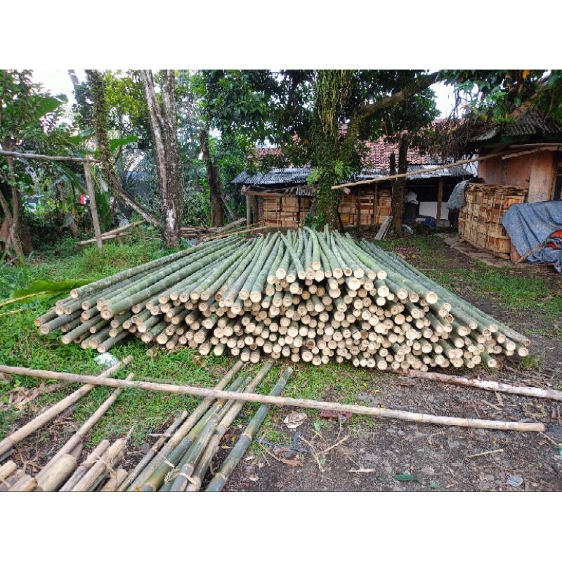 Jual bambu steger diameter 7/10 , 6 meter | Shopee Indonesia