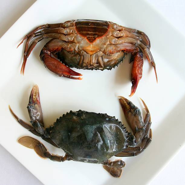 Jual Kepiting Soka 1kg Premium Tanpa Kadar Air / Soft Shell Crab Fresh ...