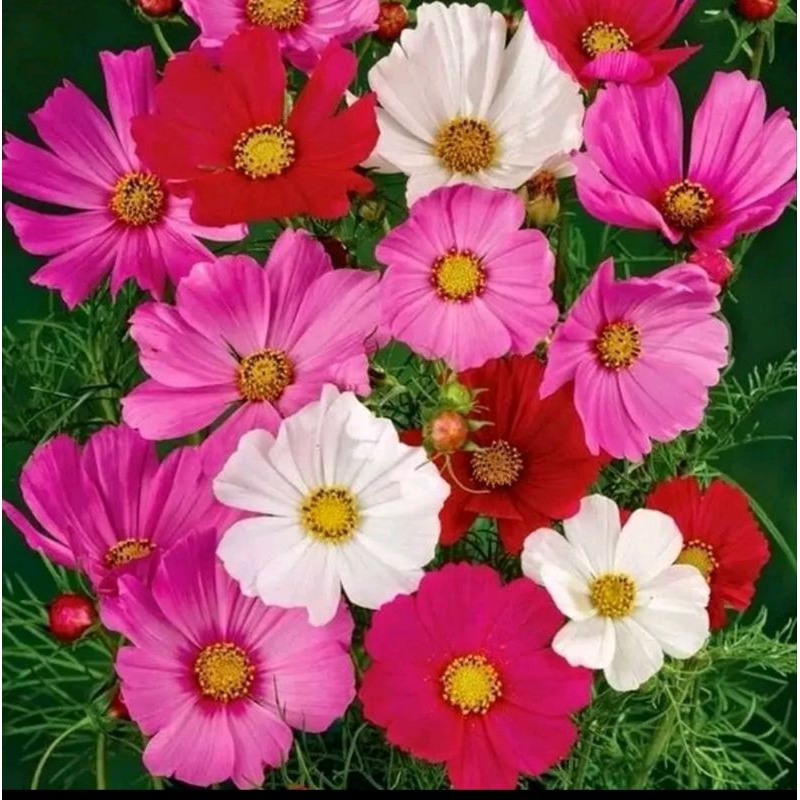 Jual BIJI BENIH BUNGA COSMOS SENSATION DWARF MIXED (ISI 30 BUTIR ...