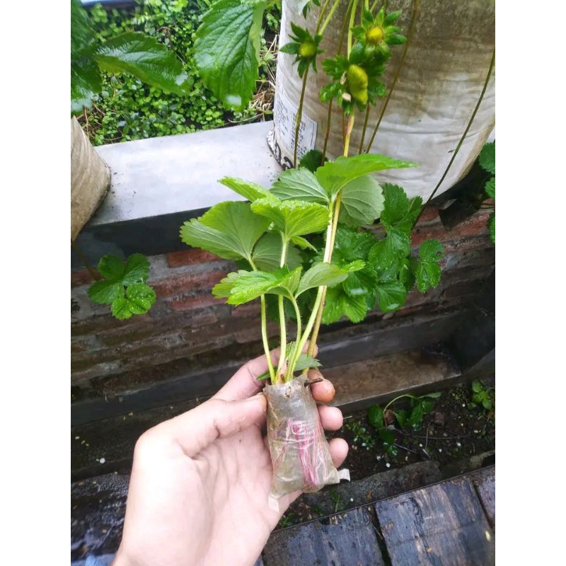 Jual bibit strawberry jumbo besar Giant Red bibit unggul berbuah maniis ...