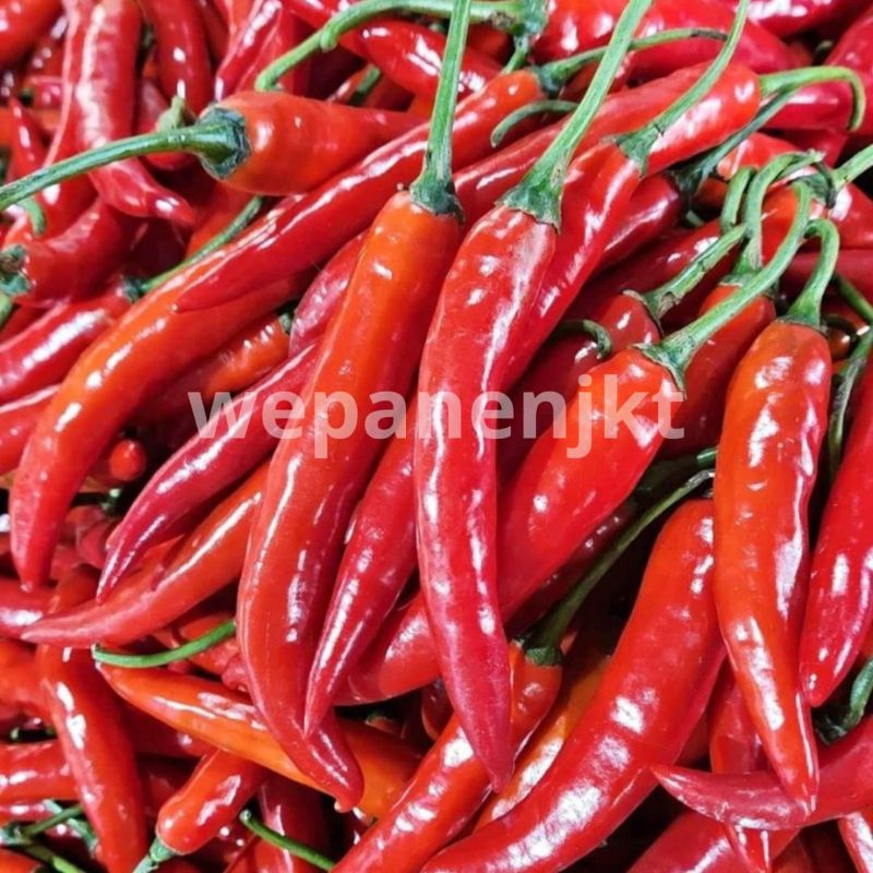 Jual Cabe Merah Besar Fresh Tw Per 1kg | Shopee Indonesia