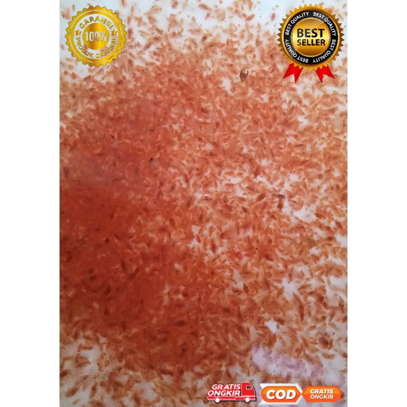 Jual Kutu Air Daphina Magna Starter Kutu air, Pakan Ikan cupang,Guppy ...