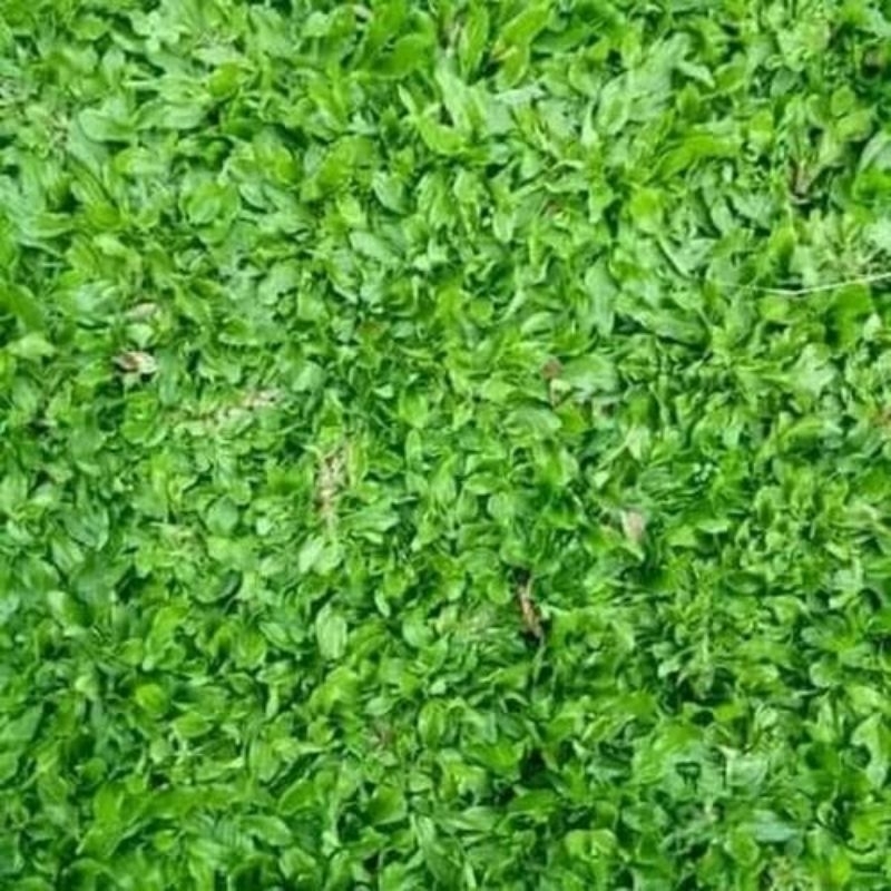 Jual Bibit rumput gajah mini super, rumput hidup - rumput halaman rumah ...