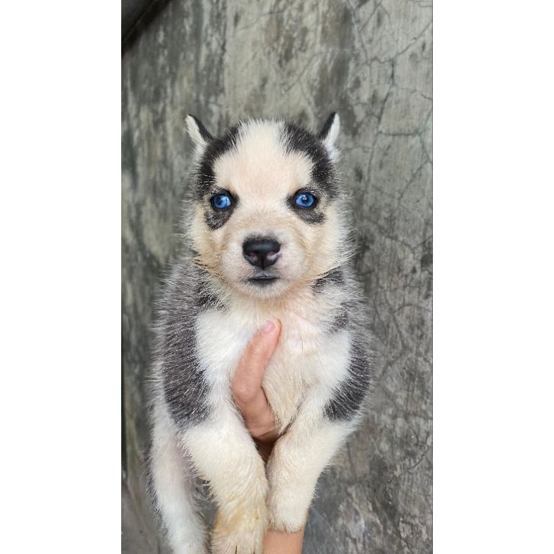 Jual Husky/siberian_husky | Shopee Indonesia