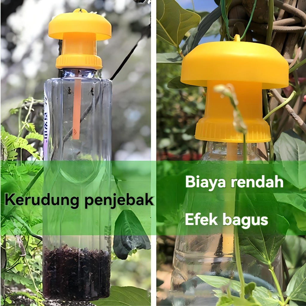 Jual Perangkap Lalat Buah Drosophila Bahan Plastik Warna Kuning Ukuran ...