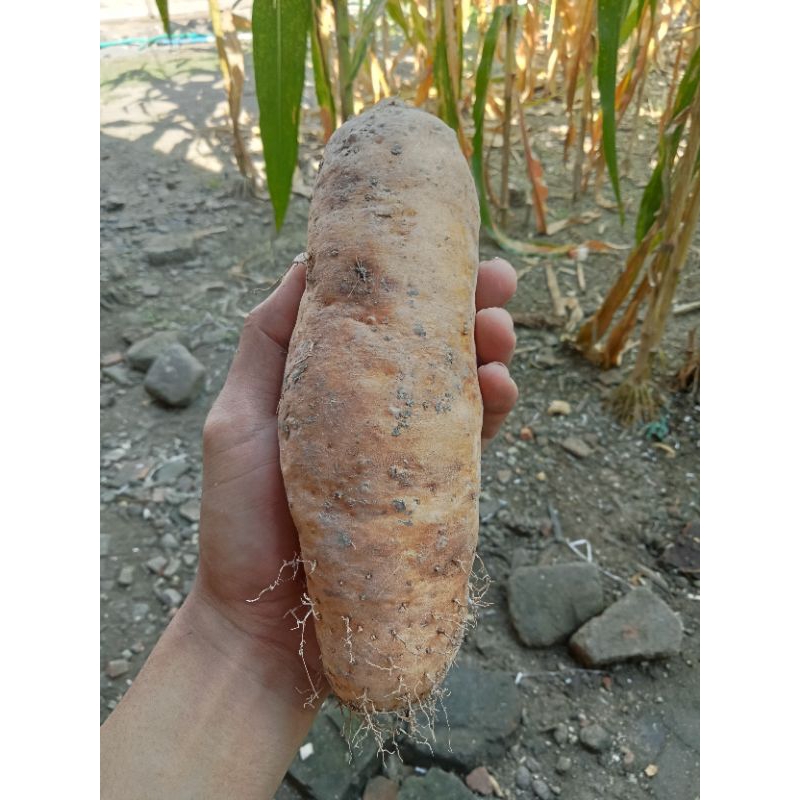 Jual Gembili ketan / Ubi kamayung / gembili Kualitas super 1kg | Shopee ...