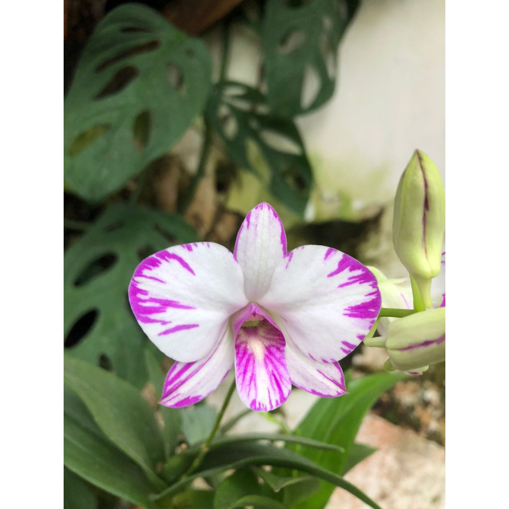 Jual Dendrobium Enobi Splash | Shopee Indonesia