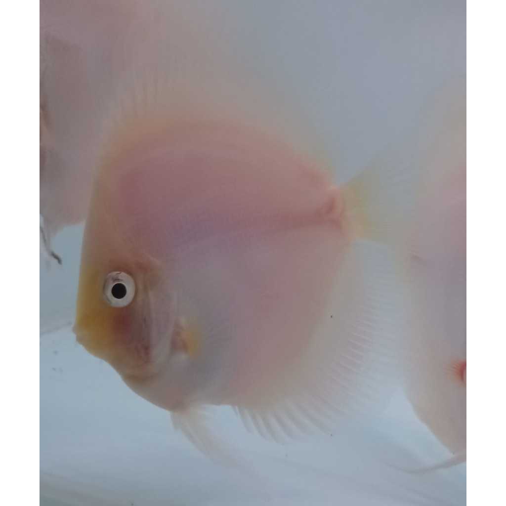 Jual Discus White Diamond 2,5" inch s/d 3,5" inch | Shopee Indonesia